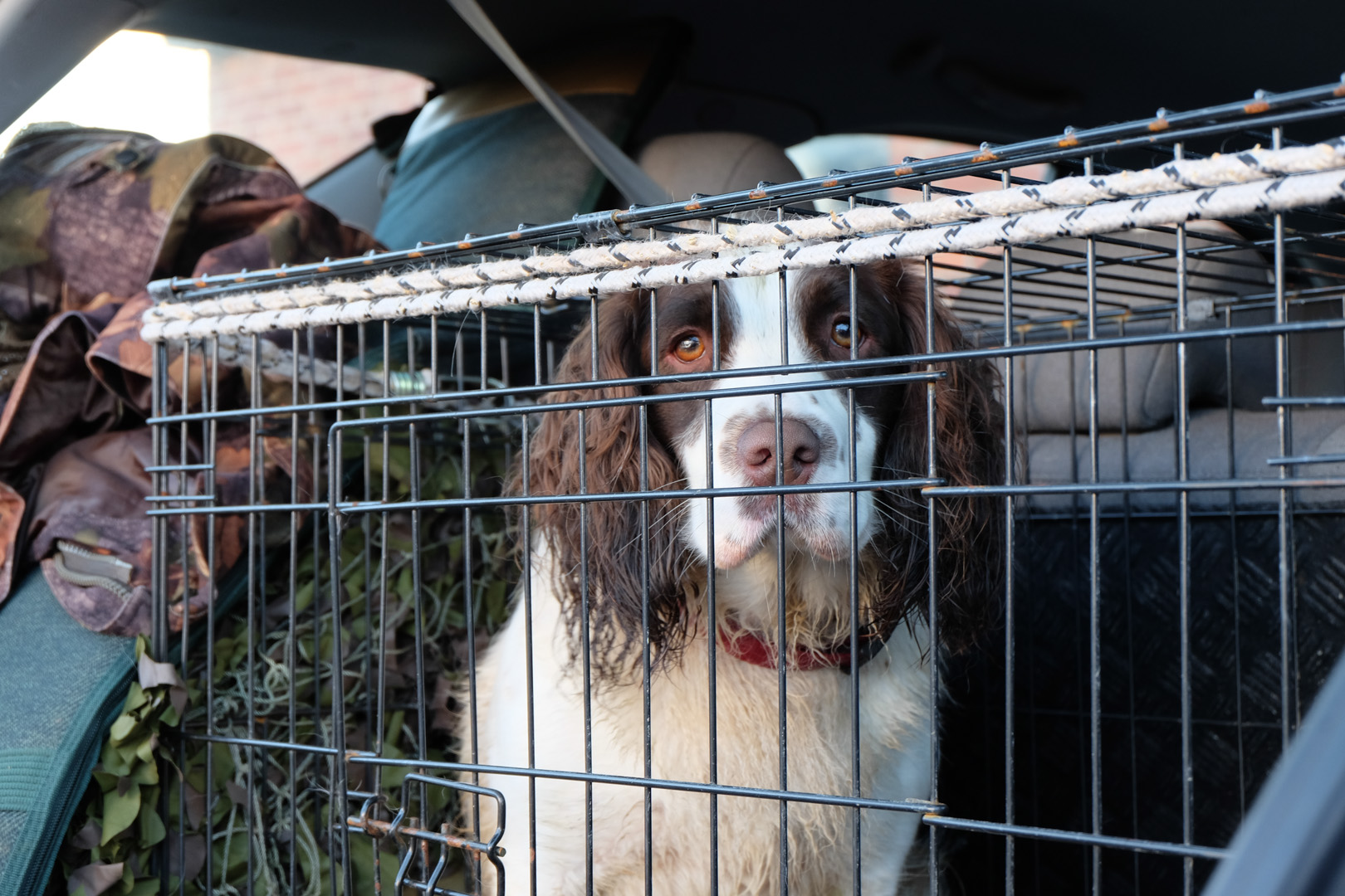 Dogs - Simon Battson Photography