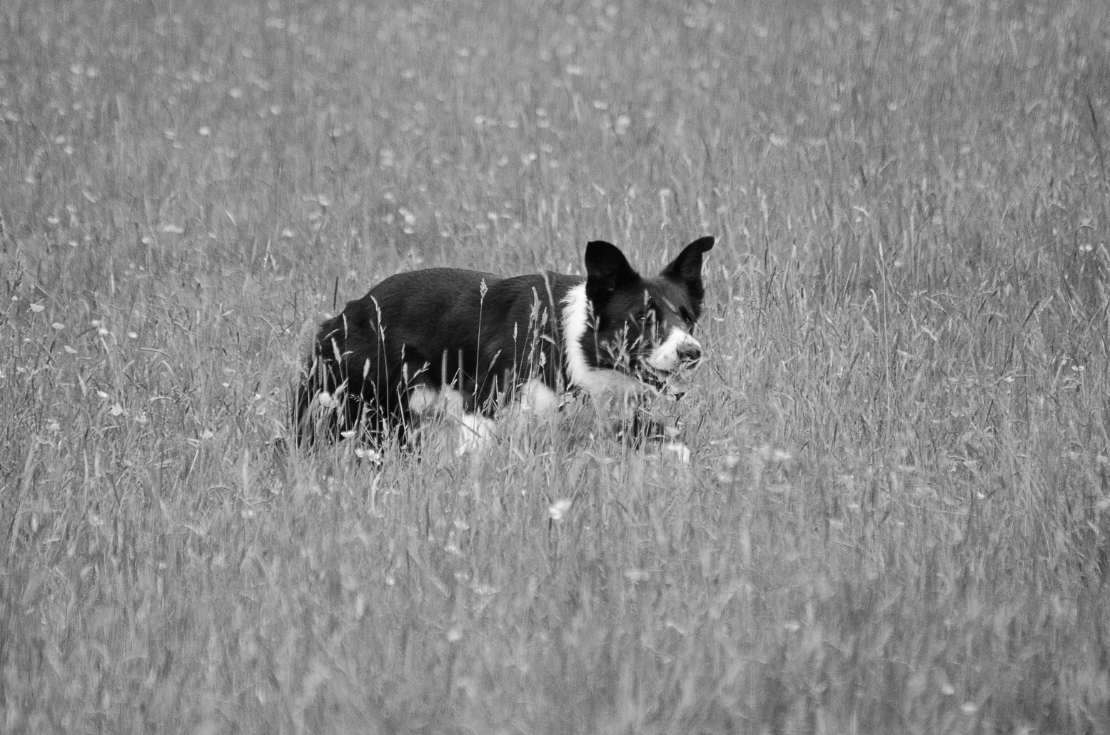 Dogs - Simon Battson Photography