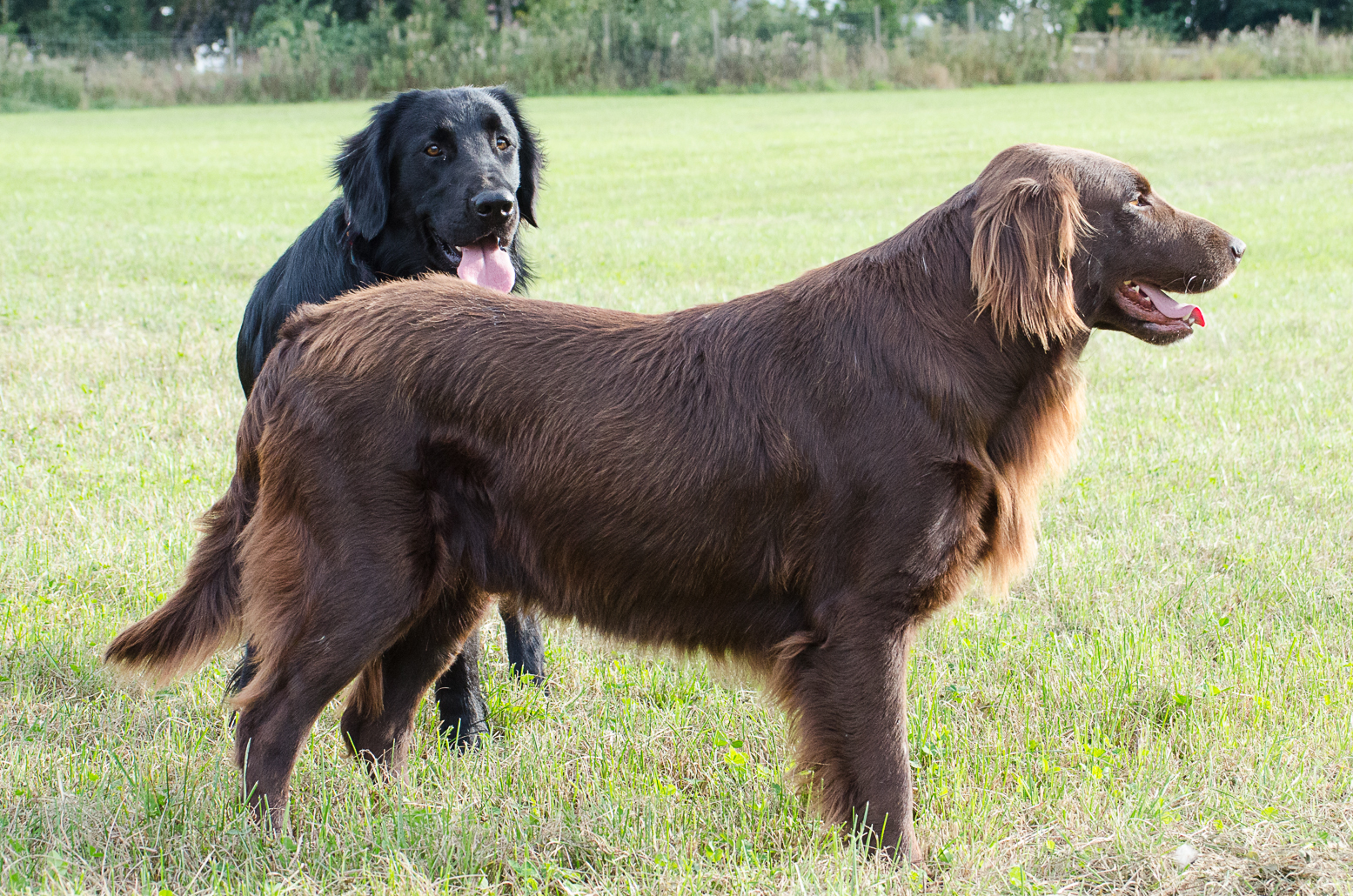 Dogs - Simon Battson Photography